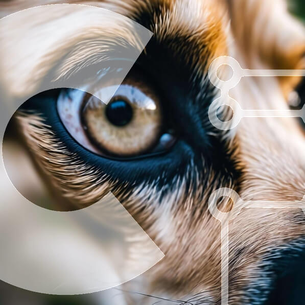 Close-up of a Dog's Eye stock photo | Creative Fabrica