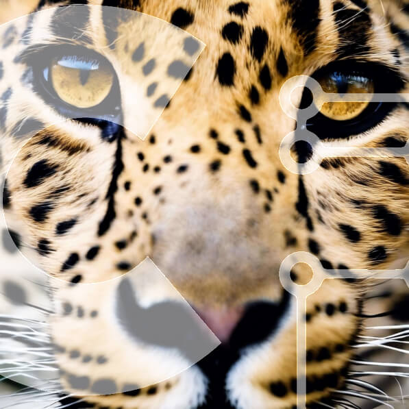 Curious Leopard Staring into the Camera stock photo | Creative Fabrica