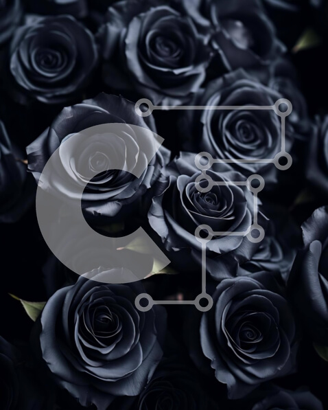Stunning Black Roses Arrangement for Social Media stock photo ...