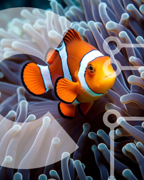 Colorful Clown Fish and Anemones Underwater stock photo | Creative Fabrica