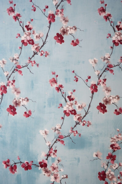 Download Cherry Blossom Wallpaper with Blue Background Backgrounds ...