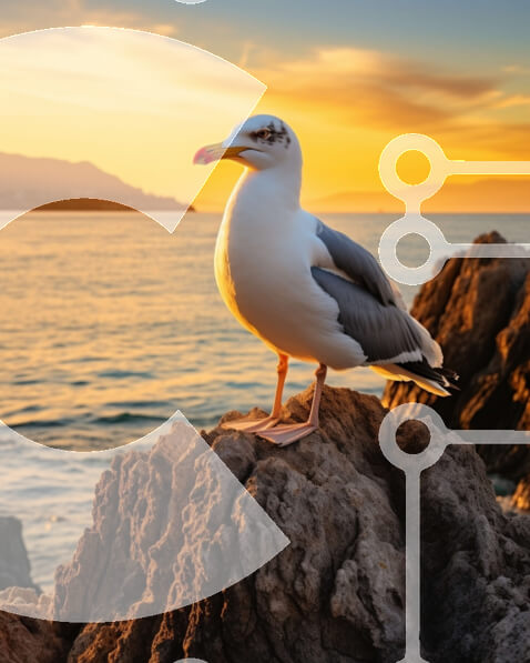 Tranquil Sunset Moment with Seagull on Rock stock photo | Creative Fabrica