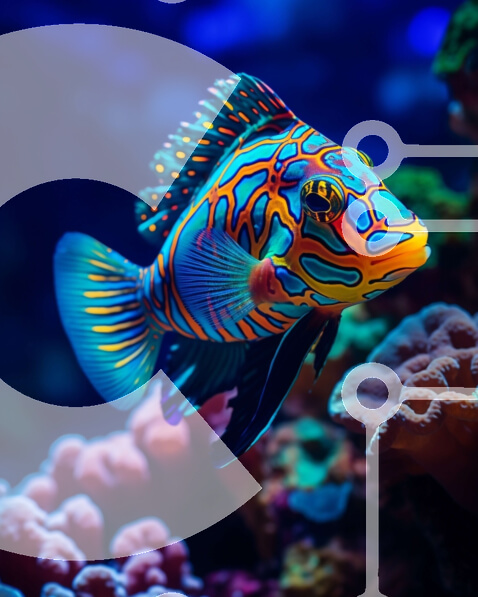 Vibrant Fish in Aquarium Environment stock photo | Creative Fabrica