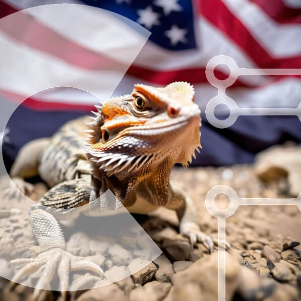 Bearded Lizard with American Flag Background stock photo | Creative Fabrica
