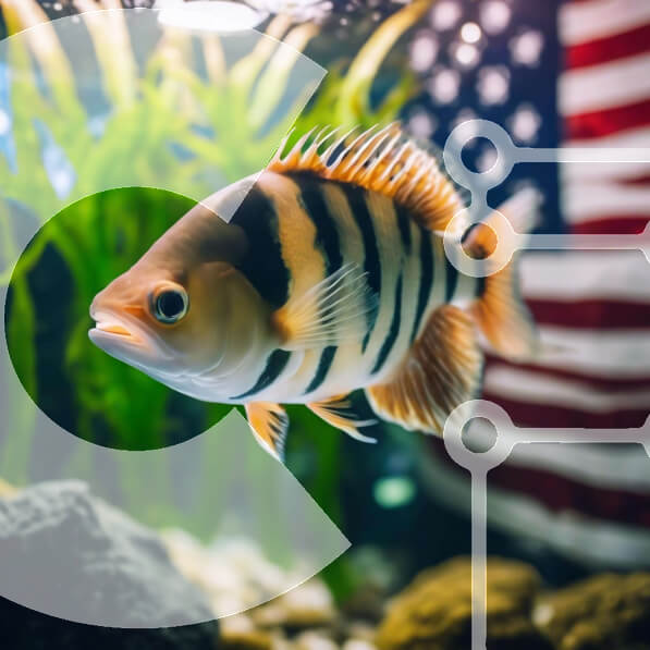 Striped Fish in Aquarium with American Flag stock photo | Creative Fabrica