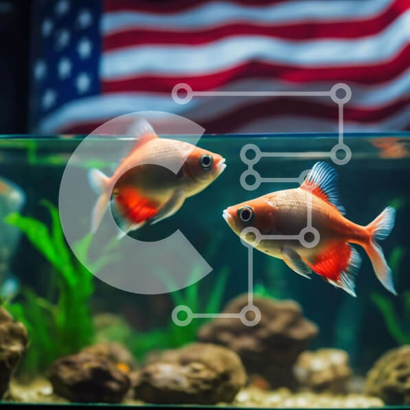 Download Goldfish in Aquarium with American Flag Background Stockphotos ...