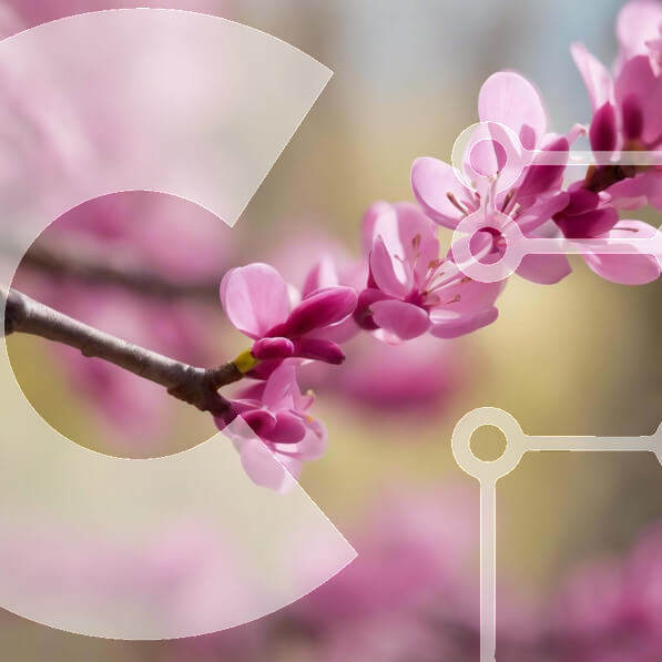 Gorgeous Pink Flowering Tree Branch in Full Bloom stock photo ...