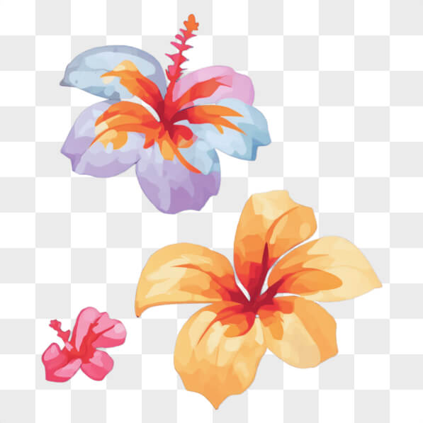 Download Colorful Hibiscus Flowers on Black Background Cartoons Online ...
