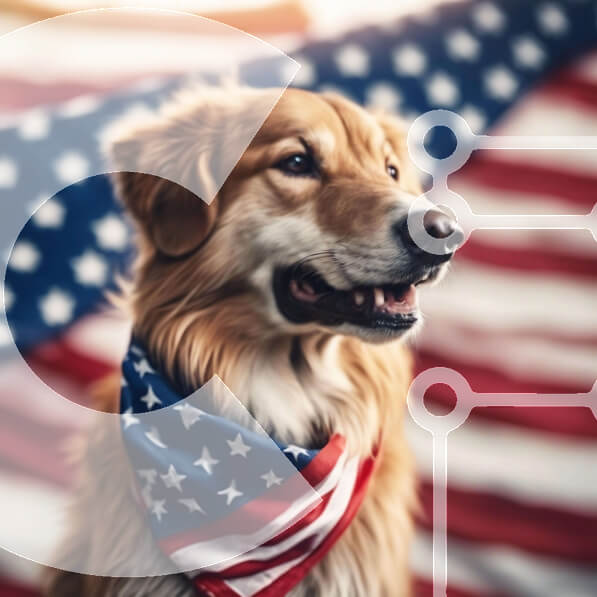 Patriotic Golden Retriever Dog with American Flag Bandana stock photo ...