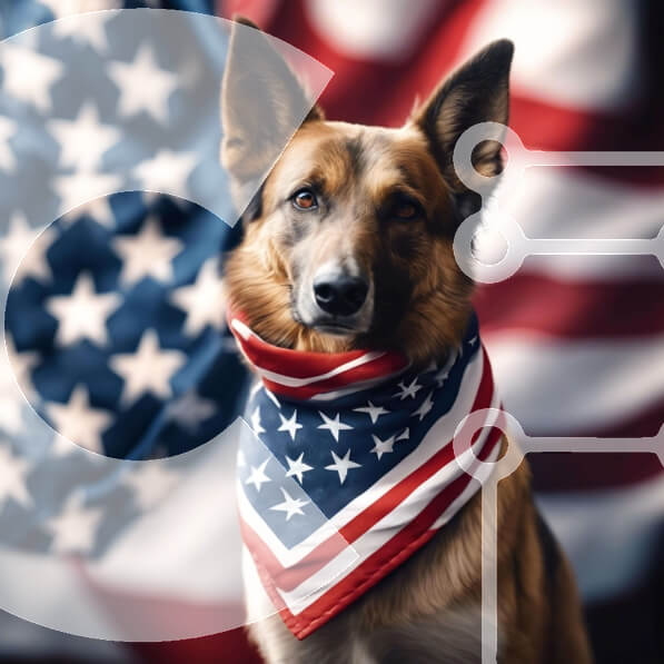Patriotic German Shepherd Dog on the 4th of July stock photo | Creative ...