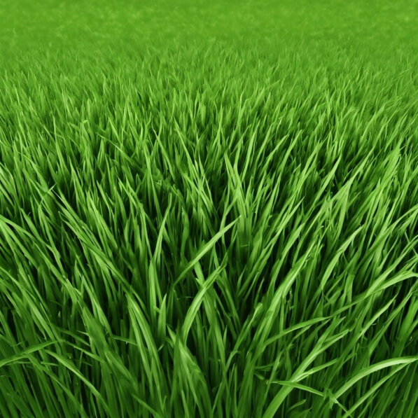 Download Lush Green Grass Field with Bluegrass, Fescue, and Ryegrass ...