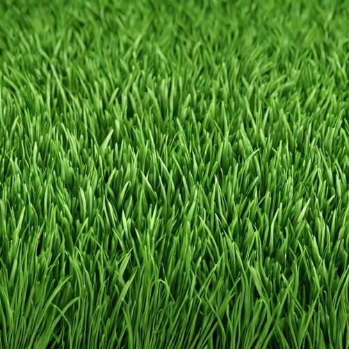 Download Green Field of Grass Background Image Backgrounds Online ...