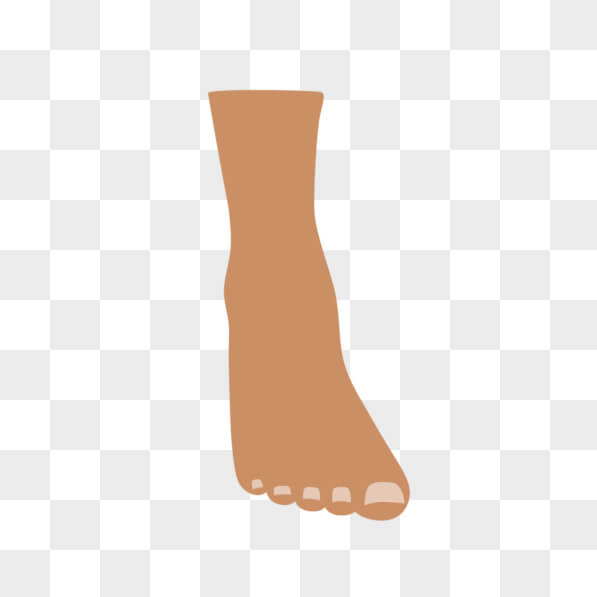Download Educational Illustration: Foot with No Toes PNG Online ...