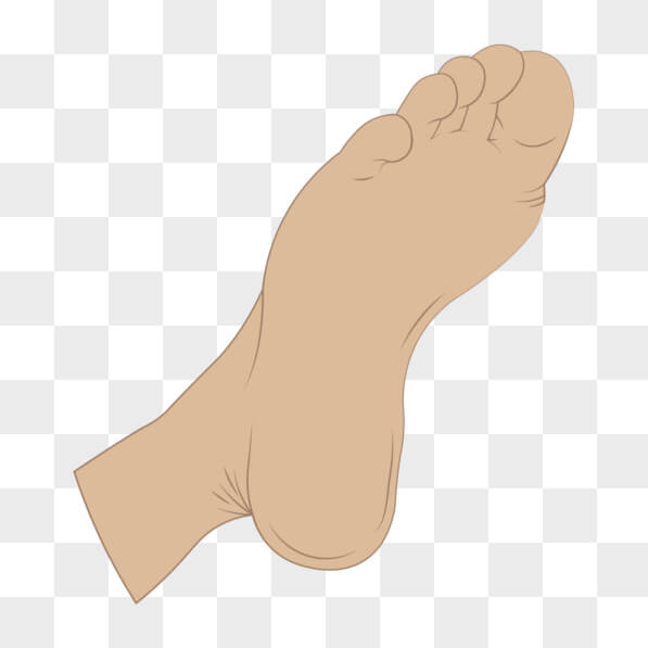 Descarga Ilustración de un pie PNGs En Línea - Creative Fabrica