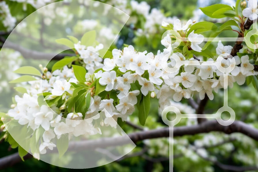Blooming White Flowers on Tree Branch in Spring stock photo | Creative ...