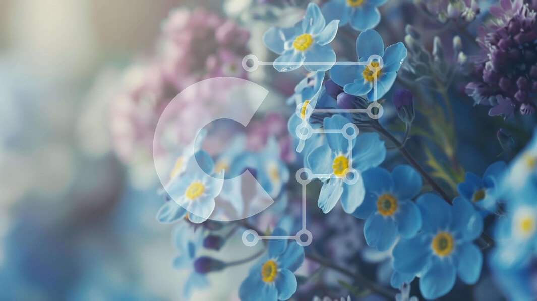 Beautiful Bouquet of Forget-Me-Not Flowers for Special Occasions stock ...