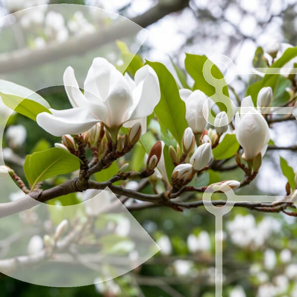 Spring Tree Branch with White Flowers stock photo | Creative Fabrica