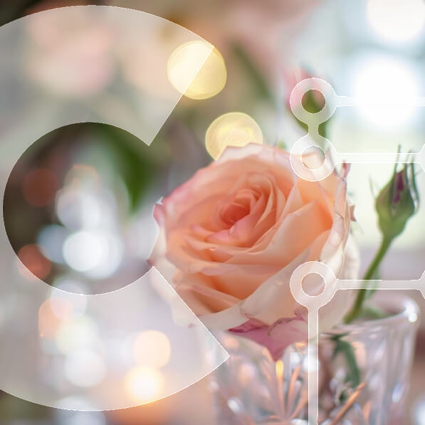 Glass Vase with Pink Rose and Surrounding Objects stock photo ...