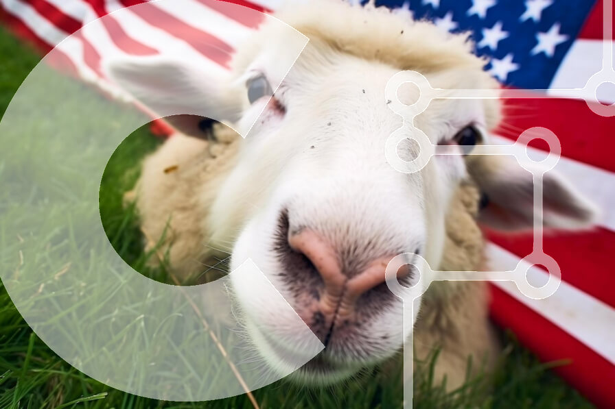Curious Sheep with American Flag stock photo | Creative Fabrica