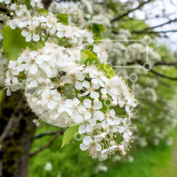 Blooming White Flowers on Tree in Spring stock photo | Creative Fabrica