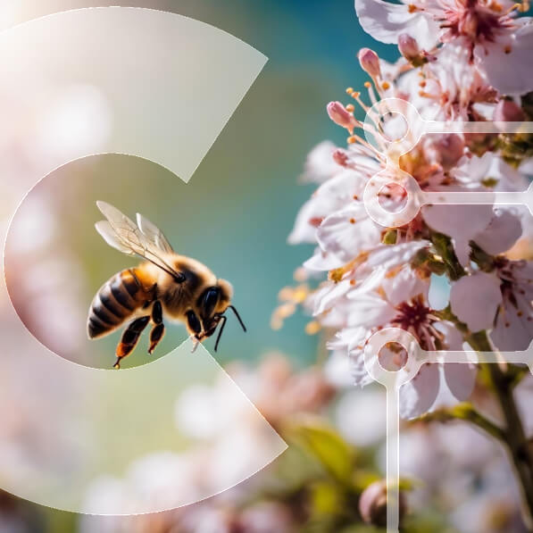 Bee Pollination: Nature's Beauty Near Cherry Trees stock photo ...