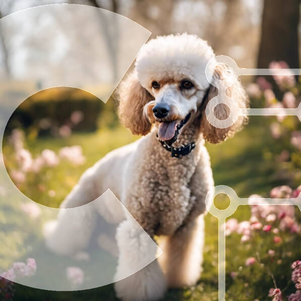 Cachorro Poodle Branco Feliz na Grama com Flores Cor-de-Rosa banco de ...