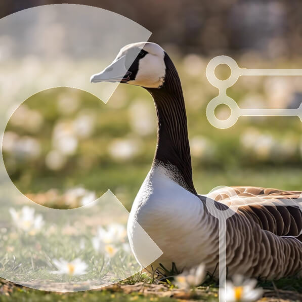 Tranquil Scene: Resting Goose in Nature stock photo | Creative Fabrica
