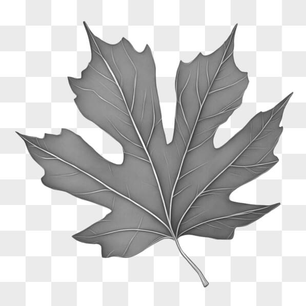 Download Black and Gray Leaf on White Background Sketches Online ...