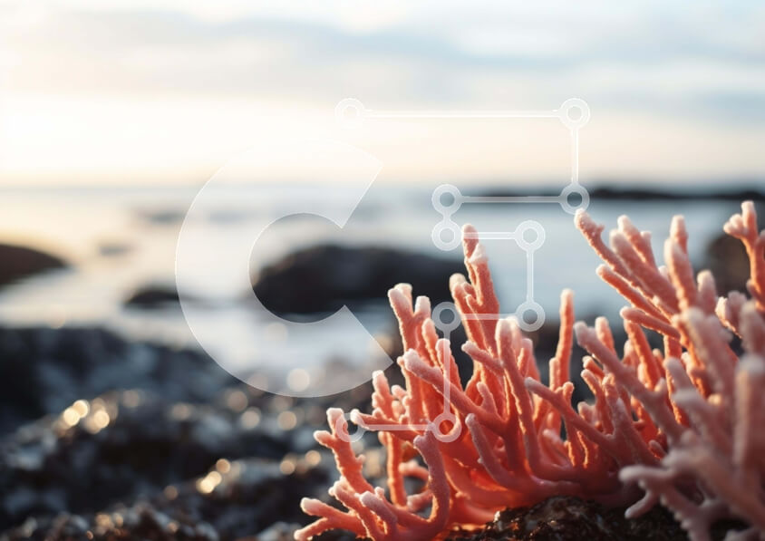 Pink Seaweed Plant on Coastal Rocks stock photo | Creative Fabrica