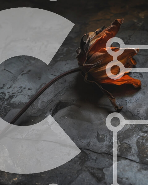 Resilient Orange Flower on Grey Surface stock photo | Creative Fabrica