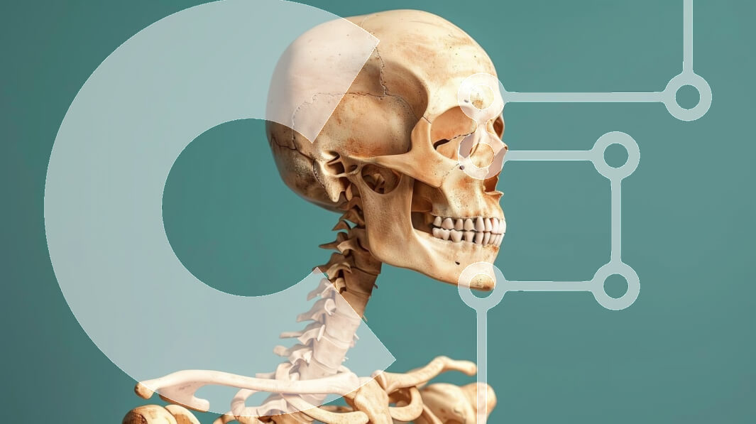 Standing Human Skeleton for Medical and Educational Purposes stock ...