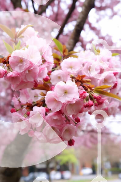 Cherry Blossom Tree in Urban Setting stock photo | Creative Fabrica