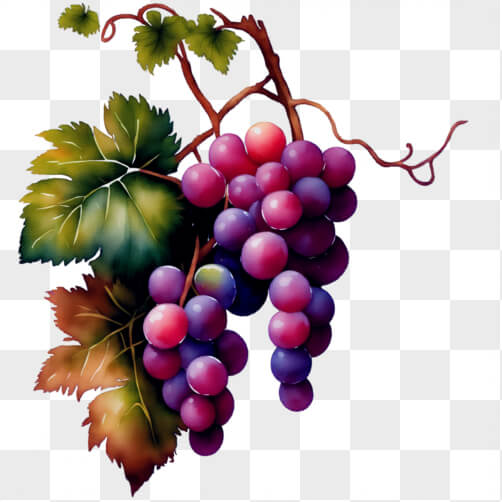 Grape Vine PNG - Download Free & Premium Transparent Grape Vine PNG ...