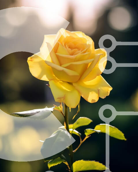 Stunning Yellow Rose in Nature's Beauty stock photo | Creative Fabrica