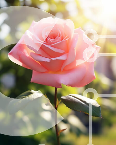 Pink Rose Blooming in Sunlight stock photo | Creative Fabrica