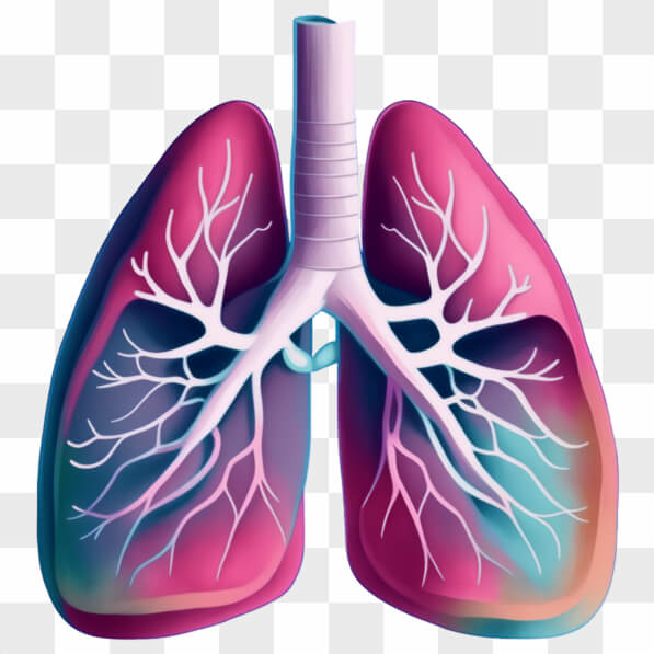 Download Illustration of Lungs and Bronchial Tubes PNGs Online ...