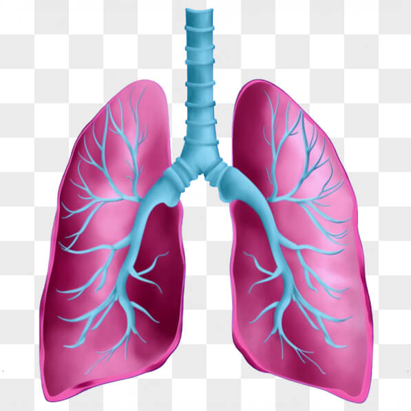 Download Illustration of Pink Lungs PNGs Online - Creative Fabrica