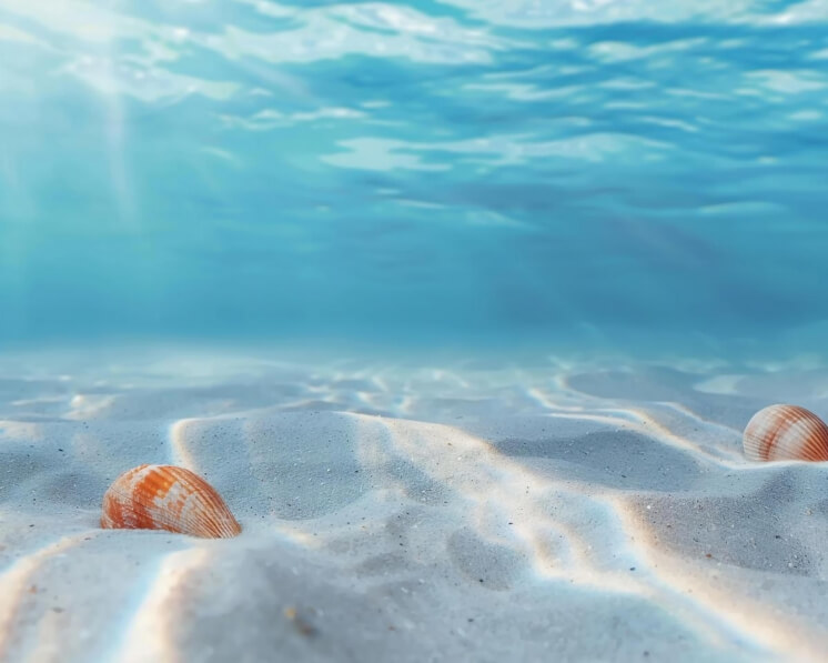 Download Underwater Seashells in Sand Near Ocean Surface Backgrounds ...