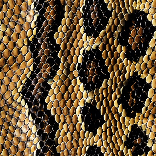 Download Close-up of Snake Skin Patterns Online - Creative Fabrica