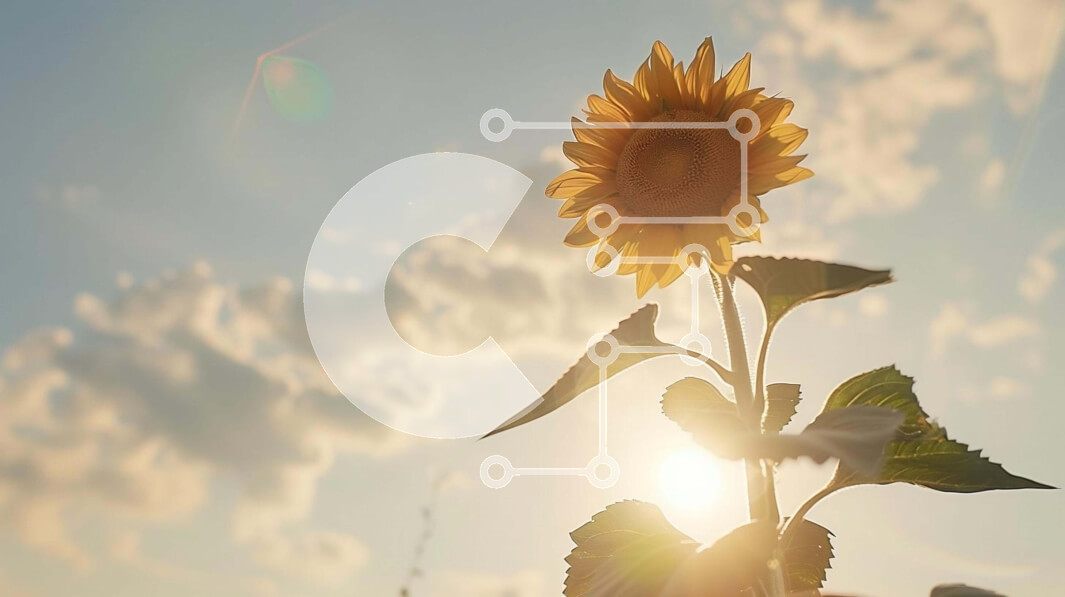 Download Single Sunflower with Sunset Background Stockphotos Online ...