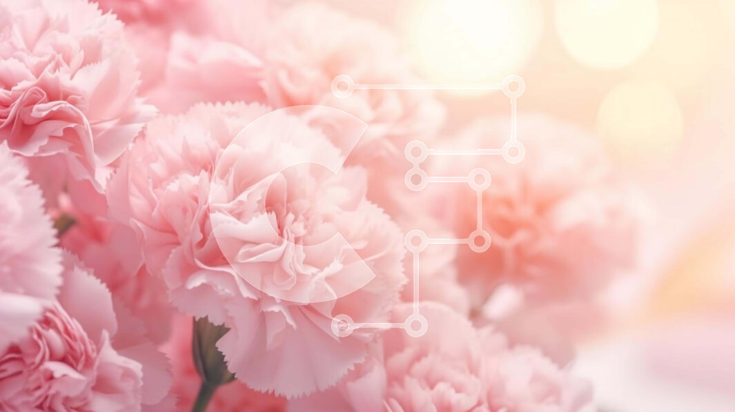 Pink Carnation Bouquet - Symbol of Love and Romance stock photo ...