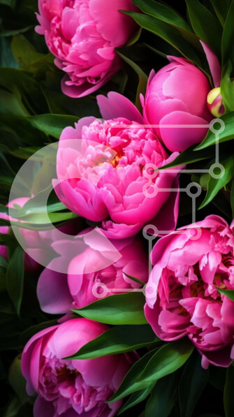Download Bouquet of Pink Peonies in Full Bloom Stockphotos Online ...