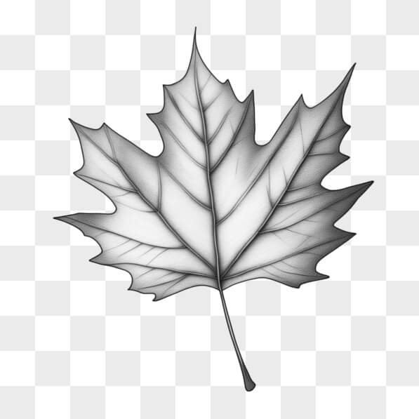 Download Detailed Drawing of a Maple Leaf Sketches Online - Creative ...