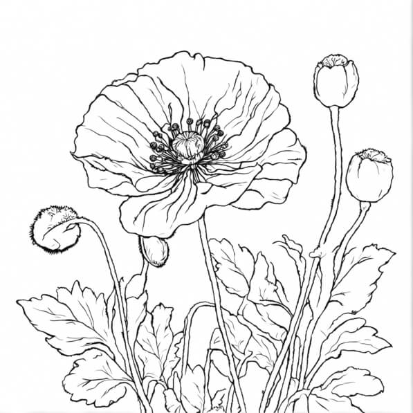 Download Poppy Flower Coloring Page Coloring pages Online - Creative ...