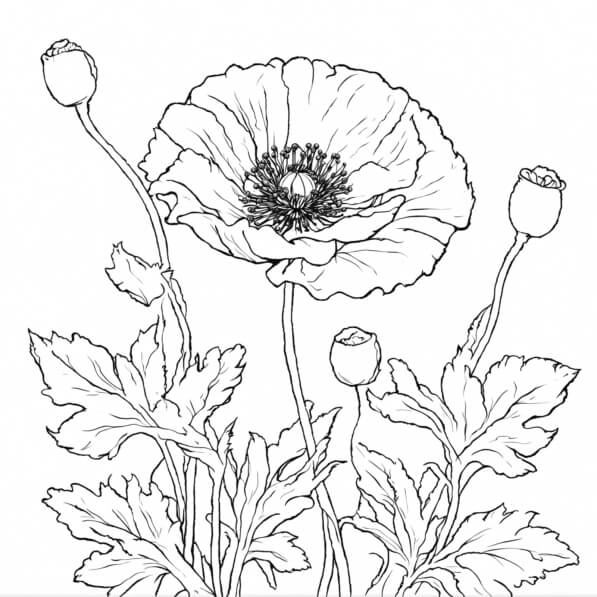 Descarga Página para colorear de amapola Páginas para colorear En Línea ...