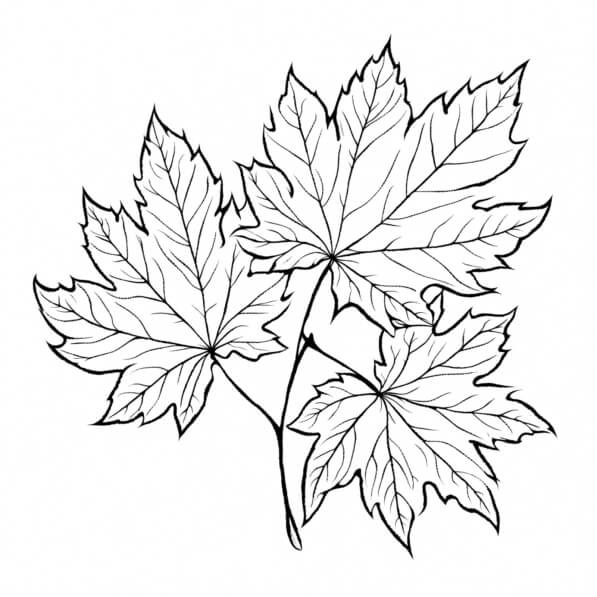 Download Maple Leaf Coloring Page Coloring pages Online - Creative Fabrica
