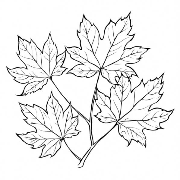 Download Black and White Maple Leaves Drawing Coloring pages Online ...