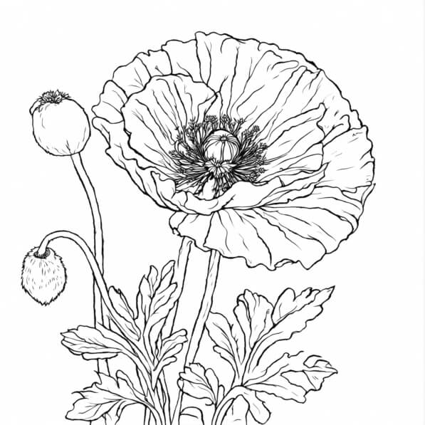 Download Poppy Flower Coloring Page Coloring pages Online - Creative ...