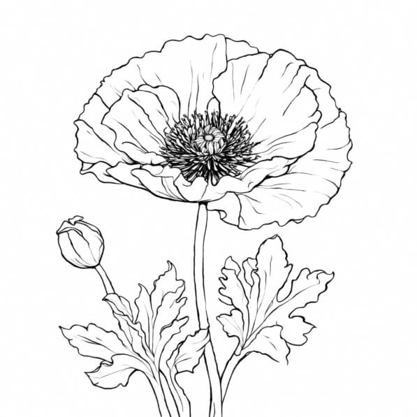 Download Poppy Flower Outline Coloring pages Online - Creative Fabrica