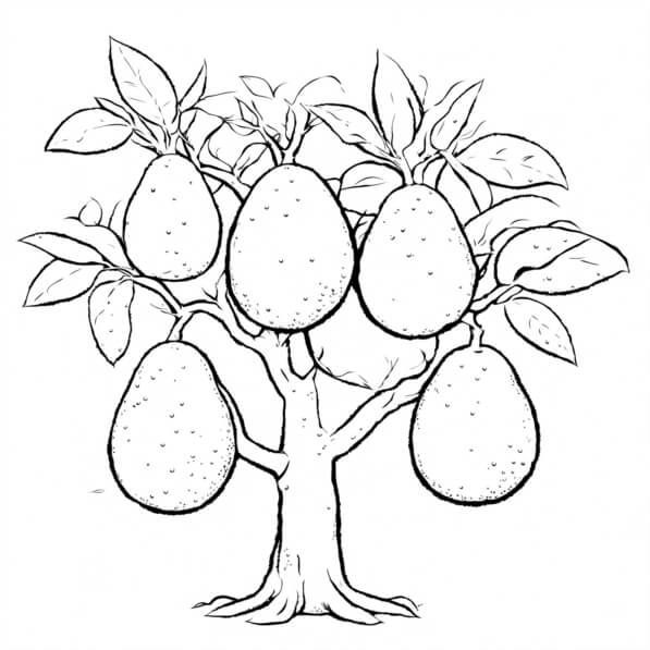 Download Avocado Tree Coloring Page Coloring pages Online - Creative ...